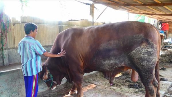 Potret Gesbi, Sapi Kurban Jokowi di Lumajang Berbobot 1,1 Ton Potret Gesbi, Sapi Kurban Jokowi di Lumajang Berbobot 1,1 Ton