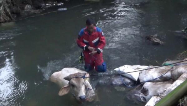 Sapi Seberat 350 Kg Mengamuk hingga Tercebur ke Kali Cipinang, Damkar ...