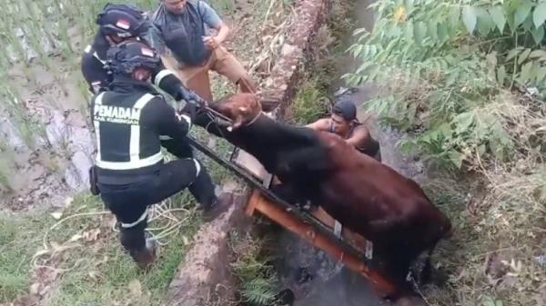 2 Sapi Kurban Ngamuk dan Kabur di Kuningan, Warga Nyaris Diseruduk