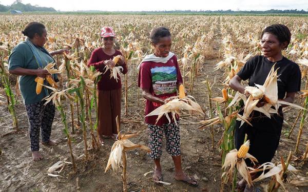 Senyum Semringah Petani Papua Panen Jagung Perdana di Food Estate
