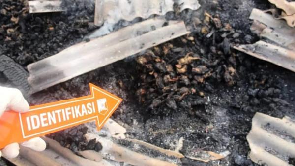 Kandang Ayam di Pringsewu Terbakar, 18.000 Ekor Ayam Mati Terpanggang