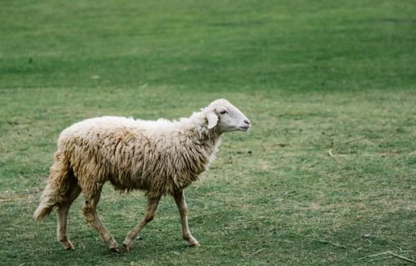 Kisah Sukses Ternak Domba Raup Untung Ratusan Juta Rupiah, Awalnya Cuma ...