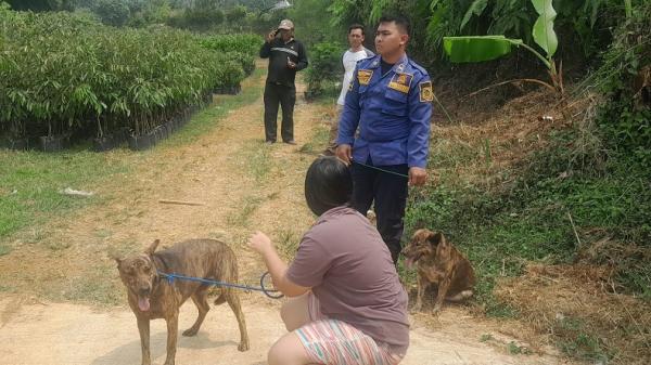 2 Anjing Liar Makan Ayam Ternak Warga di Bogor, Warga Lapor Damkar 2 Anjing Liar Makan Ayam Ternak Warga di Bogor, Warga Lapor Damkar