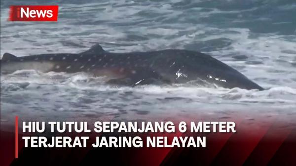 Hiu Tutul 6 Meter Mati Usai Terjerat Jaring Nelayan di Pantai Jatimalang
