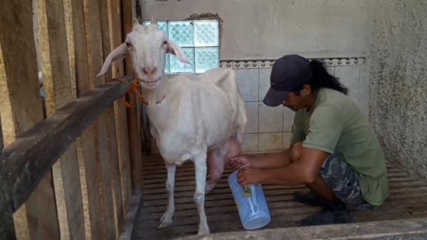Kemarau Bawa Berkah bagi Peternak Susu Kambing di Purwakarta, Permintaan Naik 60 Persen