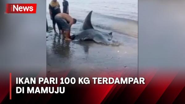 Heboh! Ikan Pari Seberat 100 Kg Terdampar Hidup di Pantai Mamuju Heboh! Ikan Pari Seberat 100 Kg Terdampar Hidup di Pantai Mamuju