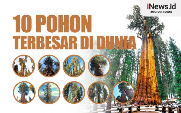 Infografis 10 Pohon Terbesar di Dunia, Besarnya Bikin Merinding