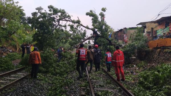 Pohon Tumbang Timpa Pelintasan Kereta Api di Cimahi, Perjalanan KA Terganggu