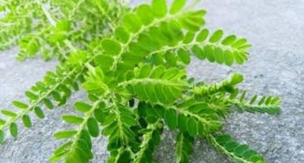 4 Cara Mengolah Daun Meniran untuk Kesehatan Tubuh, Bisa Dibuat Teh ...