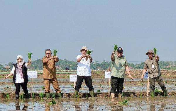 Tingkatkan Produksi Beras, Kementan Mulai Gerakan Percepatan Tanam Padi di Karawang