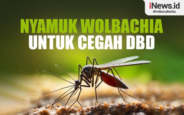 Infografis 5 Fakta Nyamuk Wolbachia Aman untuk Cegah DBD