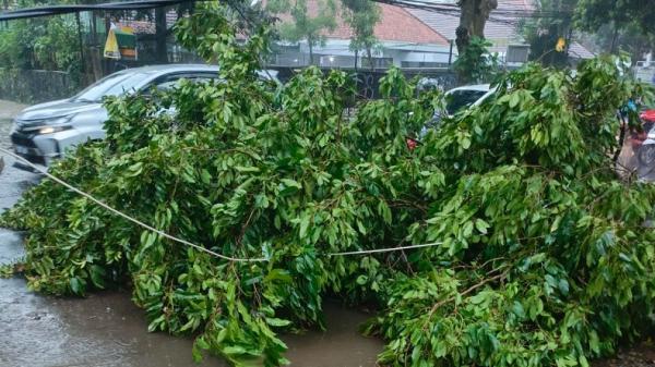 Cuaca Ekstrem, Waspada Pohon Tumbang di Jakarta akibat Hujan dan Angin Kencang