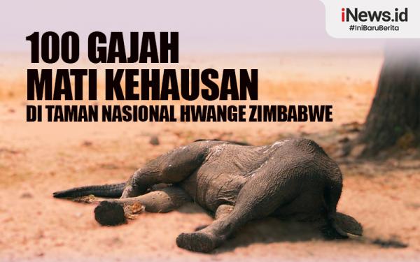 Infografis 100 Gajah Mati Kehausan di Taman Nasional Hwange Zimbabwe