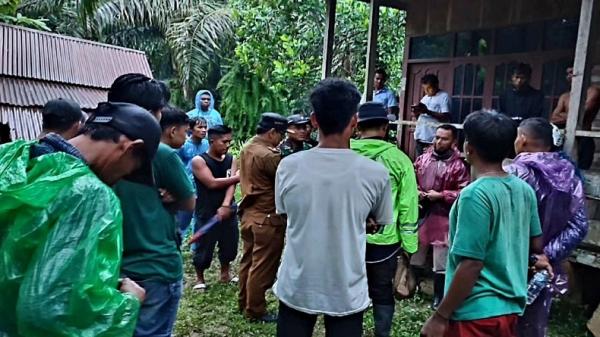 Sapi Warga di Pasaman Ditemukan Mati Mengenaskan Diterkam Harimau - Bagian 2
