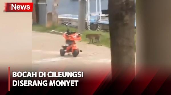 Viral! Monyet Peliharaan Lepas dan Serang Bocah di Cileungsi Bogor Viral! Monyet Peliharaan Lepas dan Serang Bocah di Cileungsi Bogor