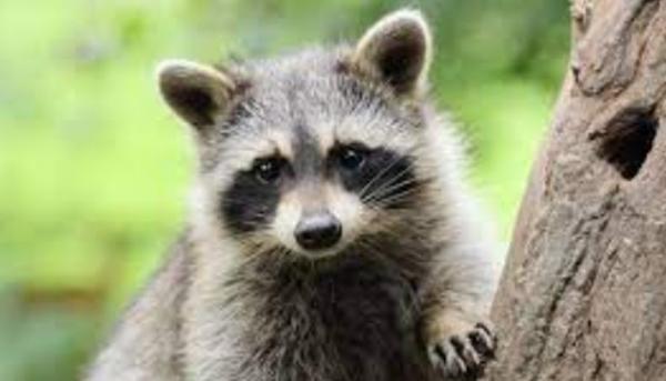 Rakun Bikin Ulah, Listrik Kota Padam dan Banyak Orang Terjebak di Lift