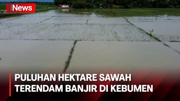 Banjir Rendam Puluhan Hektare Sawah di Kebumen, Petani Terancam Gagal Panen