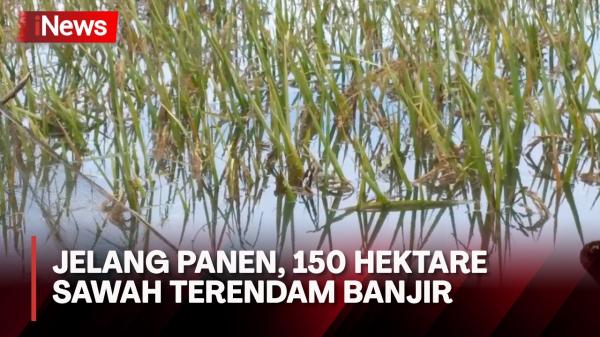 Terendam Banjir, 150 Hektare Sawah Petani Gagal Panen di Jepara