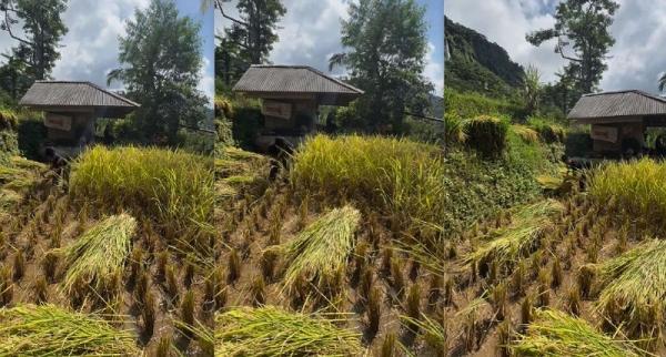 Viral Ayah Lesti Kejora Turun Langsung ke Sawah Panen Padi di Kampung, Netizen: MasyaAllah