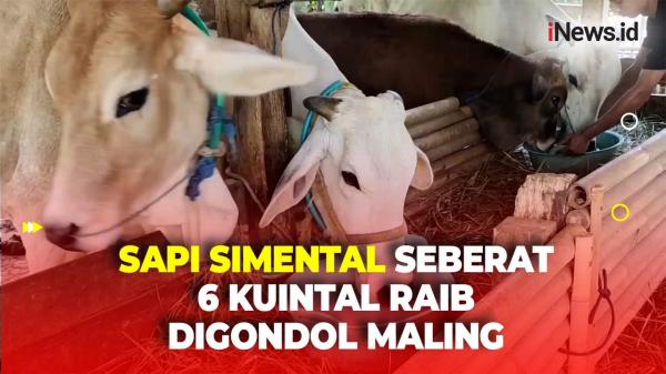 Pencuri Spesialis Hewan Ternak Curi Sapi Simental Seberat 6 Kuintal di ...