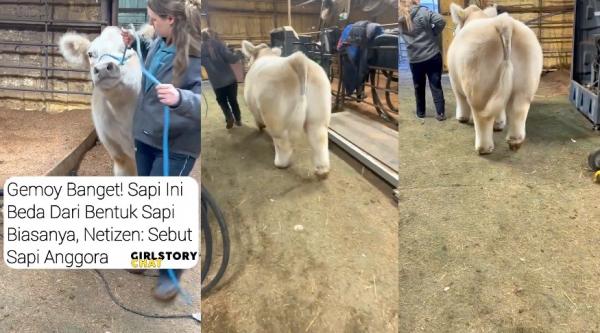 Viral Muncul Sapi Gemoy Jelang Hari Raya Idul Adha, Netizen: Sapi Anggora