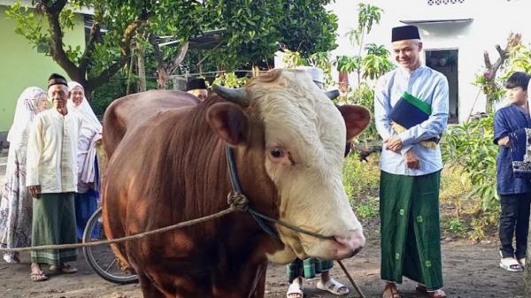 Canda Ganjar Lihat Sapi Kurban di Sleman Besar-Besar: Podo-Podo Bantenge