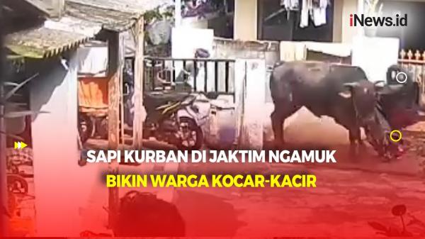 Momen Sapi Kurban Ngamuk di Jakarta Timur, Seruduk Motor Warga hingga Rusak