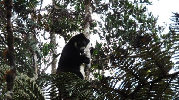 Mengenal Dingiso atau Bakaga, Binatang Sakral dan Langka dari Hutan Papua