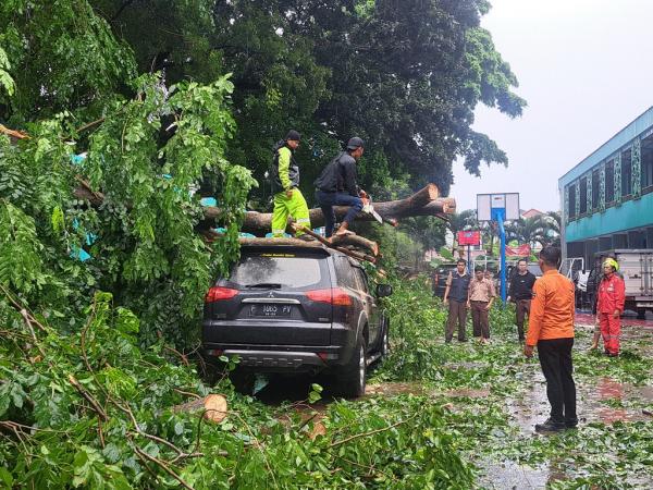 Hujan Deras, Pohon Tumbang Timpa 6 Mobil dan 2 Motor di SMKN 3 Bogor