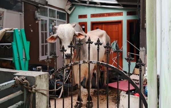 Terekam CCTV, Begini Detik-Detik Sapi Kurban Mengamuk Seruduk Kerumunan ...