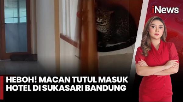 Mengejutkan! Macan Tutul Masuk Hotel di Bandung, Evakuasi Lebih dari 3 Jam