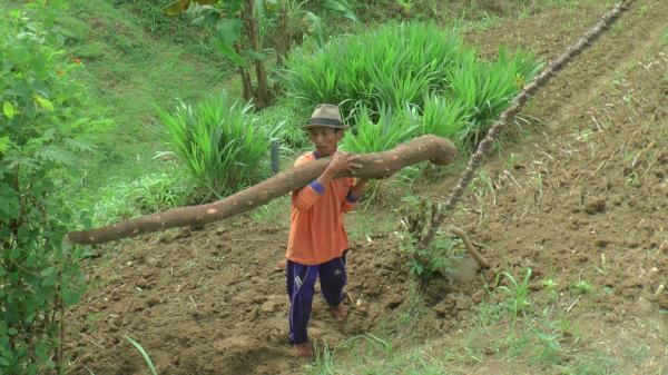 Sempat Menghebohkan Warga, Inilah Penampakan Singkong Raksasa yang Laku ...