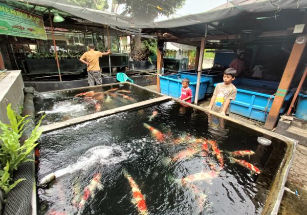 Potensi Ekonomi Dari Budidaya Ikan Hias
