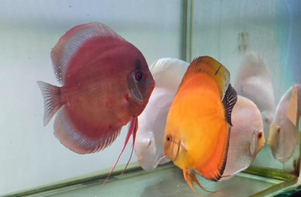 Budidaya Ikan Discus, dengan Omset Mencapai Jutaan Rupiah