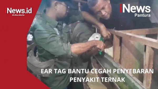 VIDEO – Pemasangan Ear Tag Domba Peternak Muhammadiyah Kendal