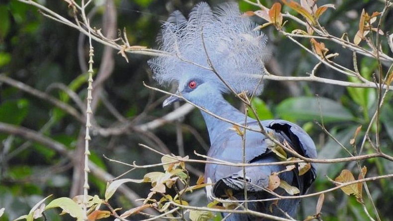 Indonesia Negara dengan Jumlah Spesies Burung Endemis Terbanyak di ... Indonesia Negara dengan Jumlah Spesies Burung Endemis Terbanyak di ...