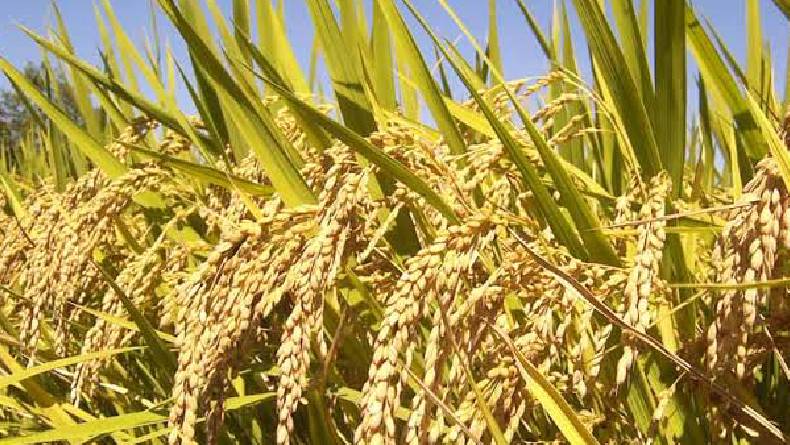 7 Contoh Rekayasa Genetika pada Tumbuhan, Ada Biji Kapas yang Bisa ...