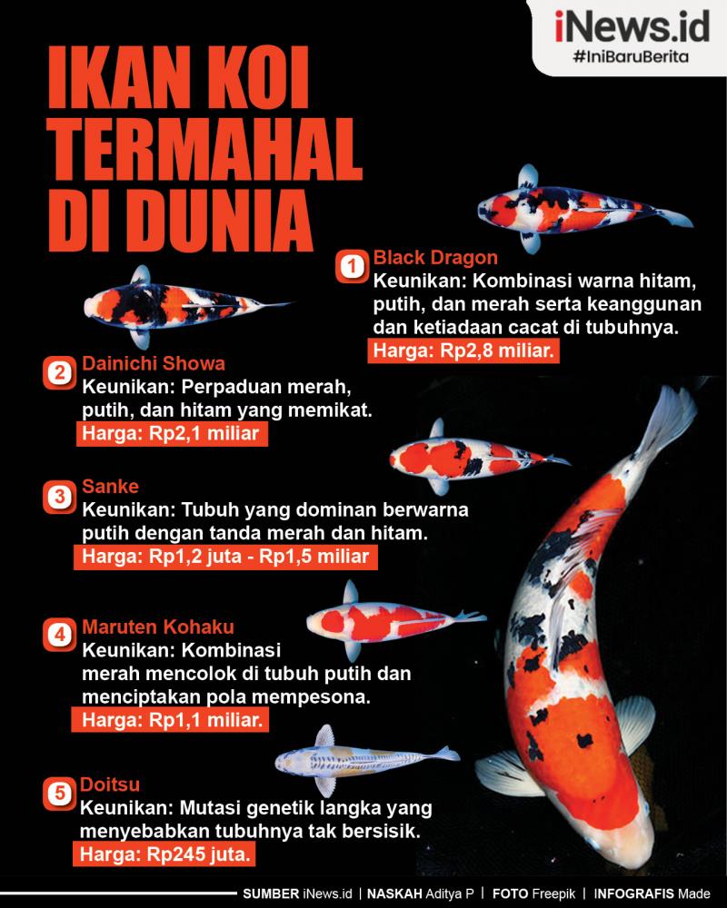 Infografis Ikan Koi Termahal di Dunia - News+ on RCTI+