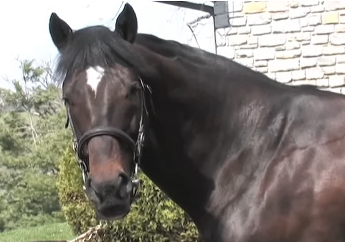 5 Kuda Termahal di Dunia, Ada yang Tembus Rp1 Triliun | News+ on RCTI+