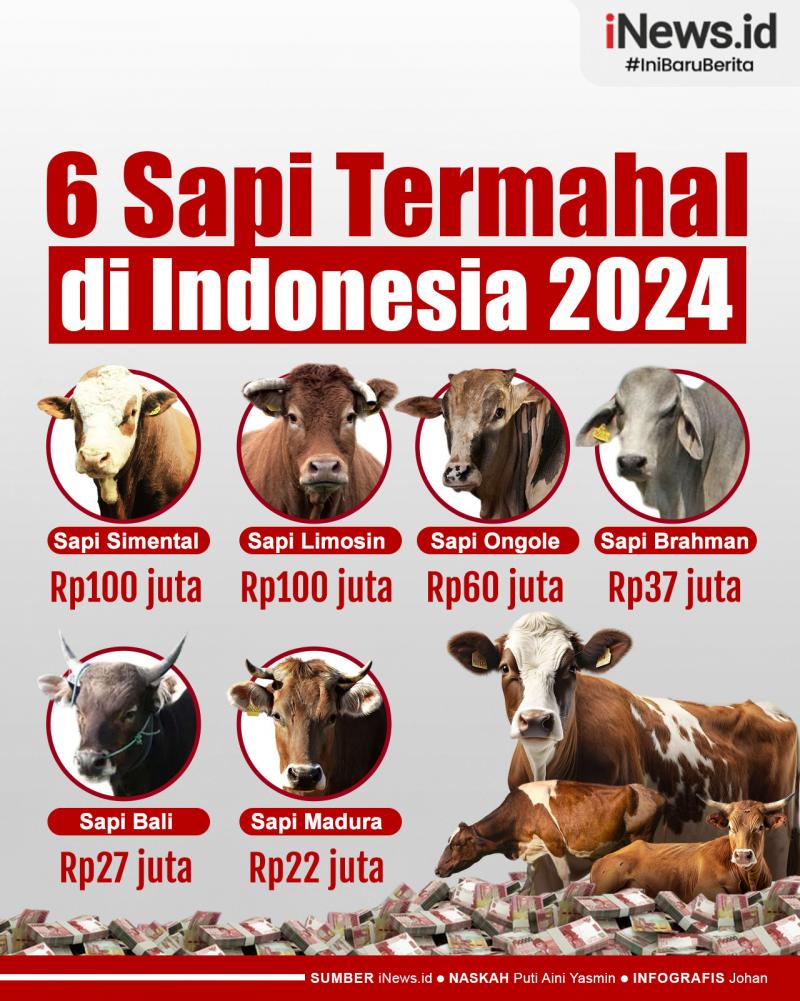 Infografis Deretan Sapi Termahal di Indonesia 2024 | News+ on RCTI+