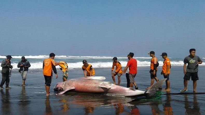 Hiu Tutul Terdampar di Pantai Parangkusumo Bantul Hiu Tutul Terdampar di Pantai Parangkusumo Bantul