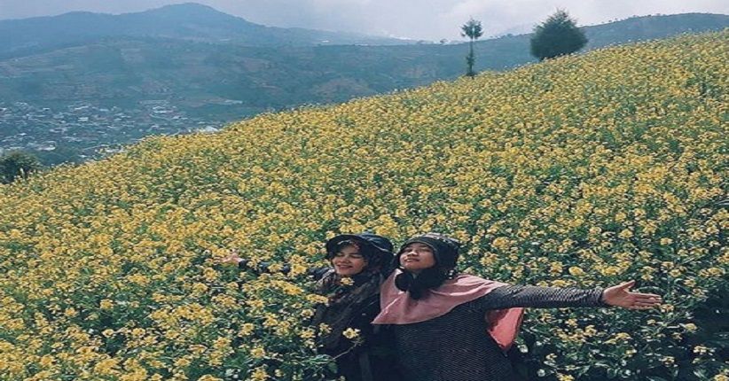 Indahnya Hamparan Bunga Daisy di Puncak Prau, Destinasi Cantik Dieng