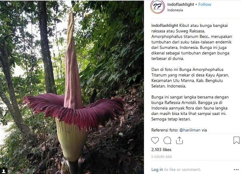 Wisata Bunga Bangkai Raksasa Amorphophallus Titanum, Mekar di Bengkulu