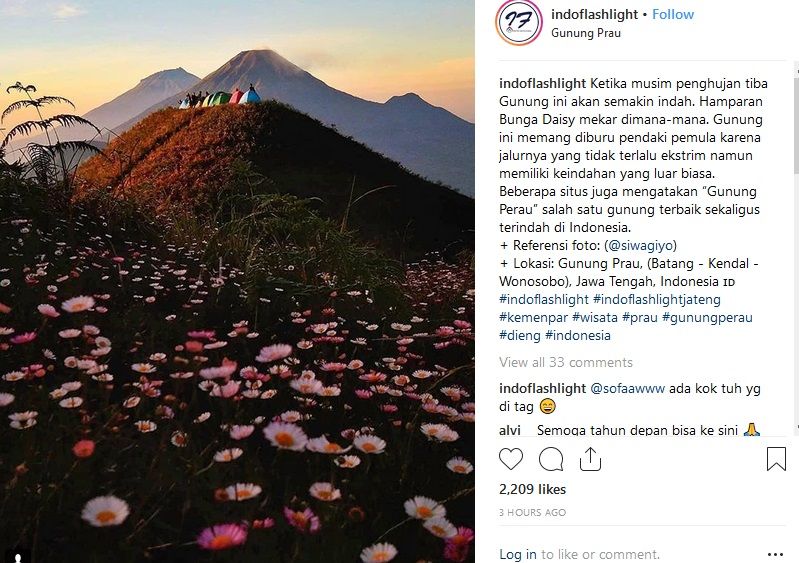 Musim Hujan, Yuk Intip Keindahan Bunga Daisy Mekar di Gunung Prau