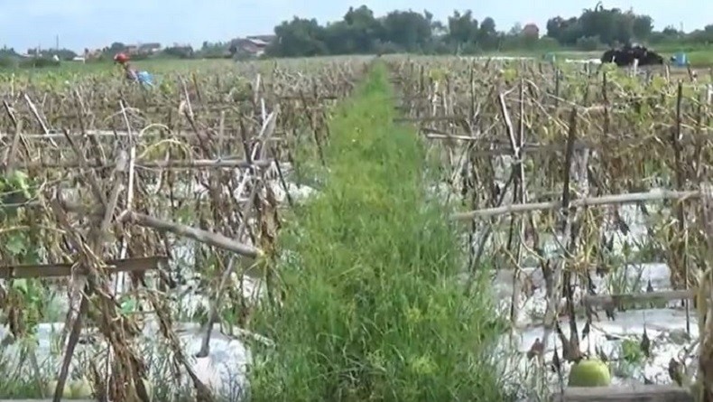 Cuaca Ekstrem, Hasil Panen Petani Melon di Sidoarjo Turun hingga 50 Persen