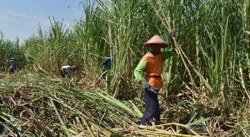 Genjot Produksi Gula Nasional, PTPN Perluas Lahan Tebu 85.000 Hektare