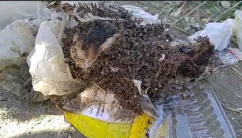 Permukiman Warga Indramayu Diteror Tomcat, Gatal-Gatal di Wajah