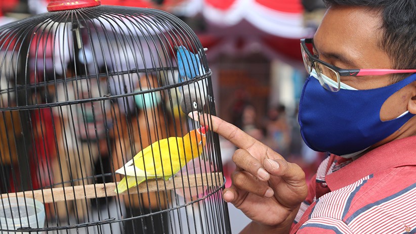 Eks Lokalisasi Dolly Surabaya Disulap Jadi Pasar Burung dan Batu Akik Eks Lokalisasi Dolly Surabaya Disulap Jadi Pasar Burung dan Batu Akik