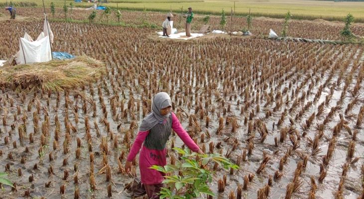 Genjot Produktivitas Padi, Pangandaran Masih Andalkan Sawah Tadah Hujan Genjot Produktivitas Padi, Pangandaran Masih Andalkan Sawah Tadah Hujan