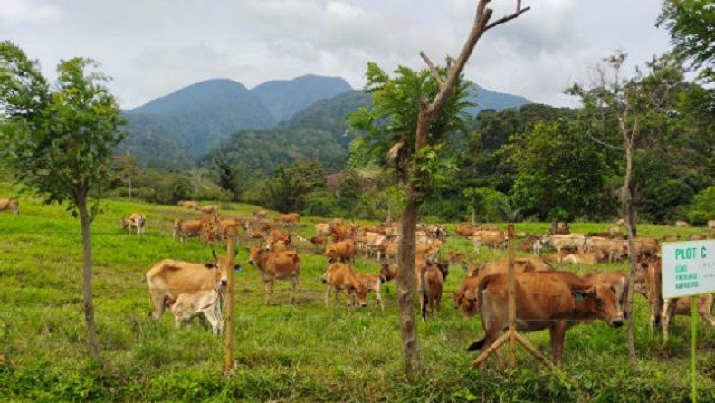 Di Padang Mengatas, Yuk Kenalan dengan Sapi Terkecil Nomor 2 di Dunia